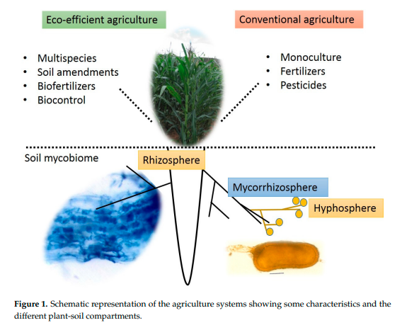 Role of Soil Microbes - Apical