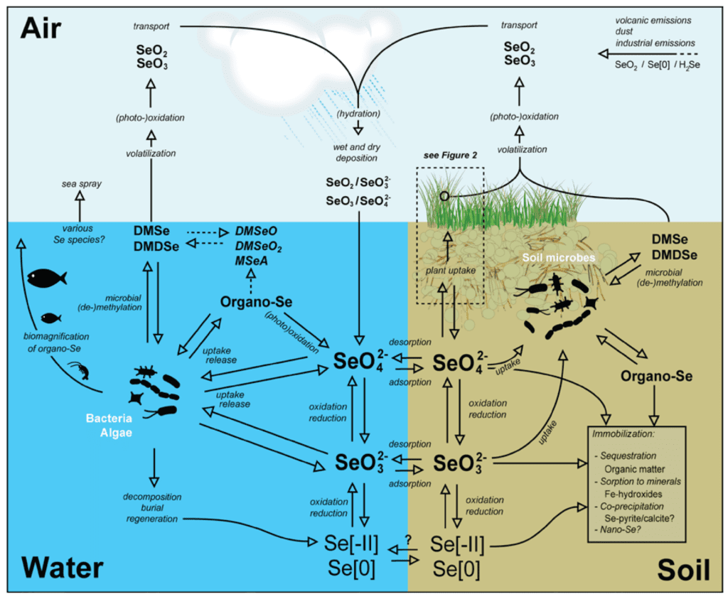 Selenium - Apical