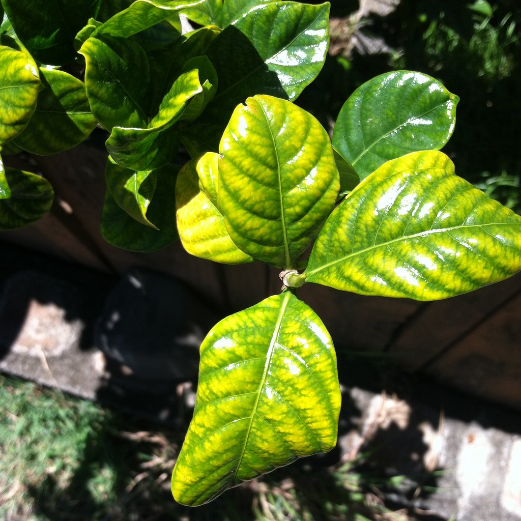 Iron – Apical