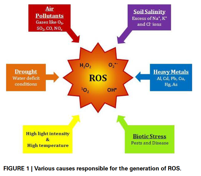 Reactive Oxygen Species - Apical