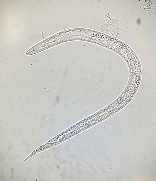 Nematodes - Apical