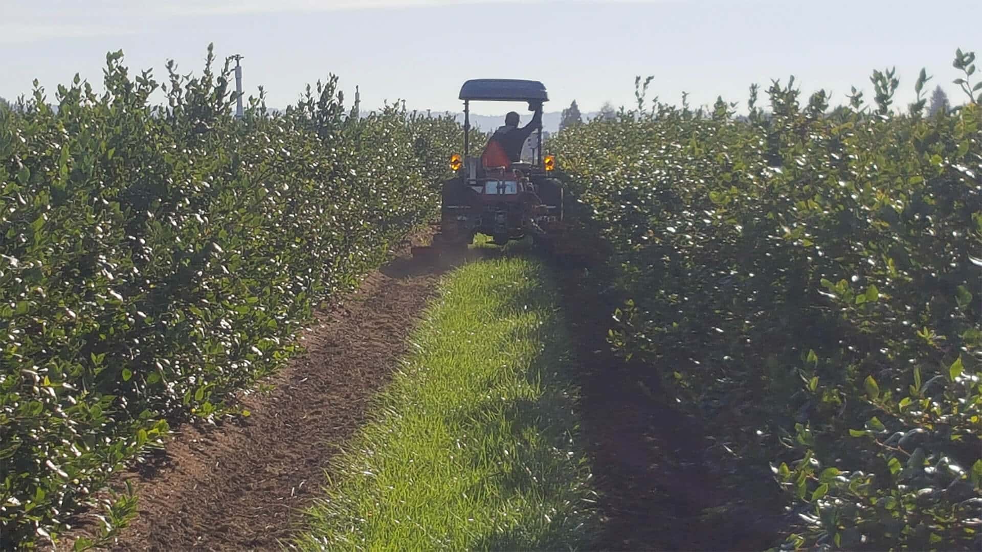 Home - Apical Crop Science