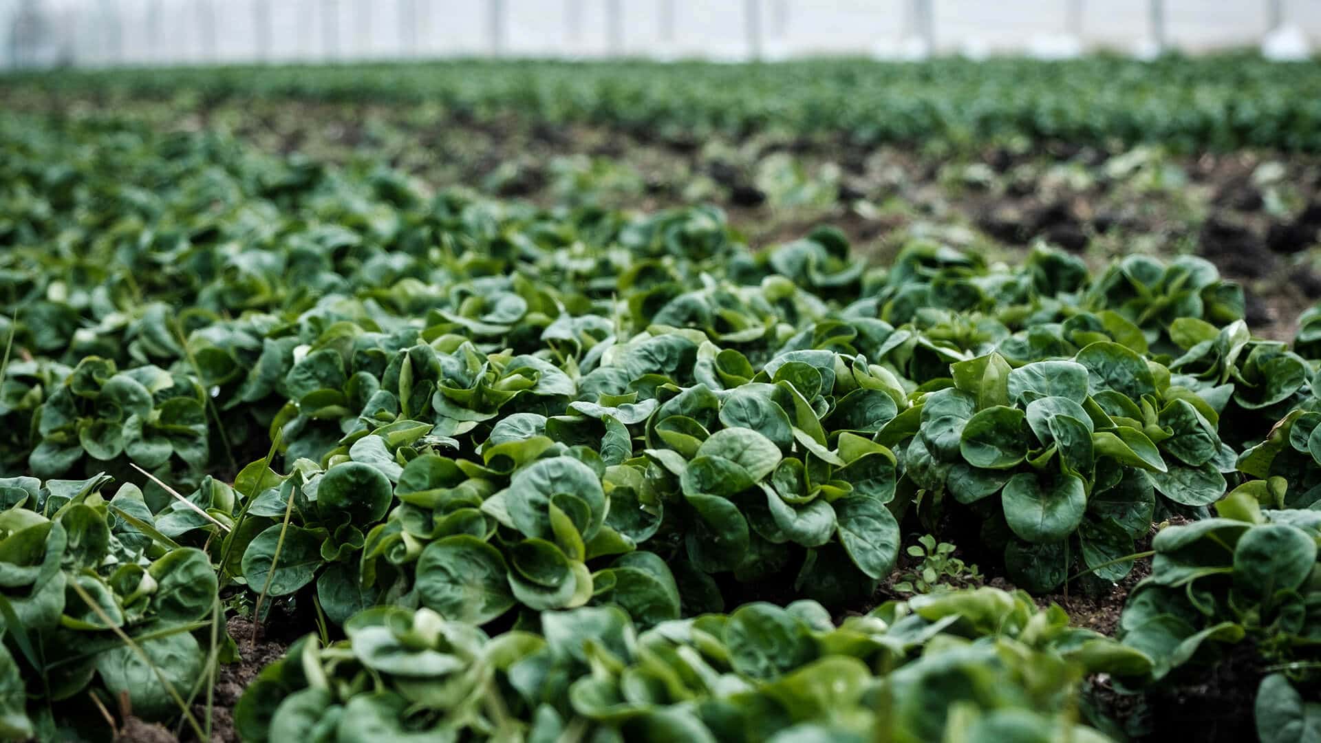 Home - Apical Crop Science